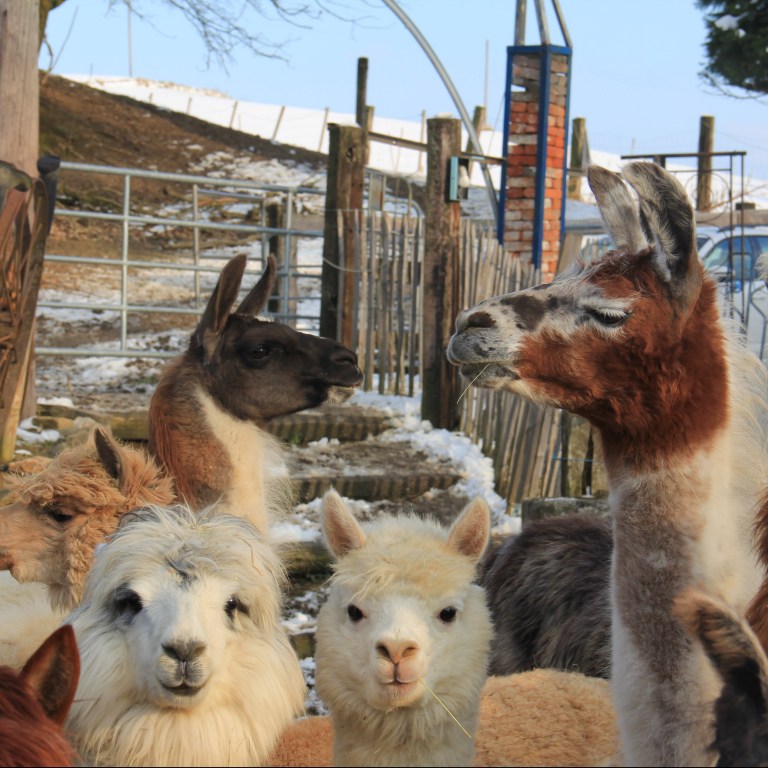 Lamawanderland – mit dem Lama an der Hand durch das Lamawanderland