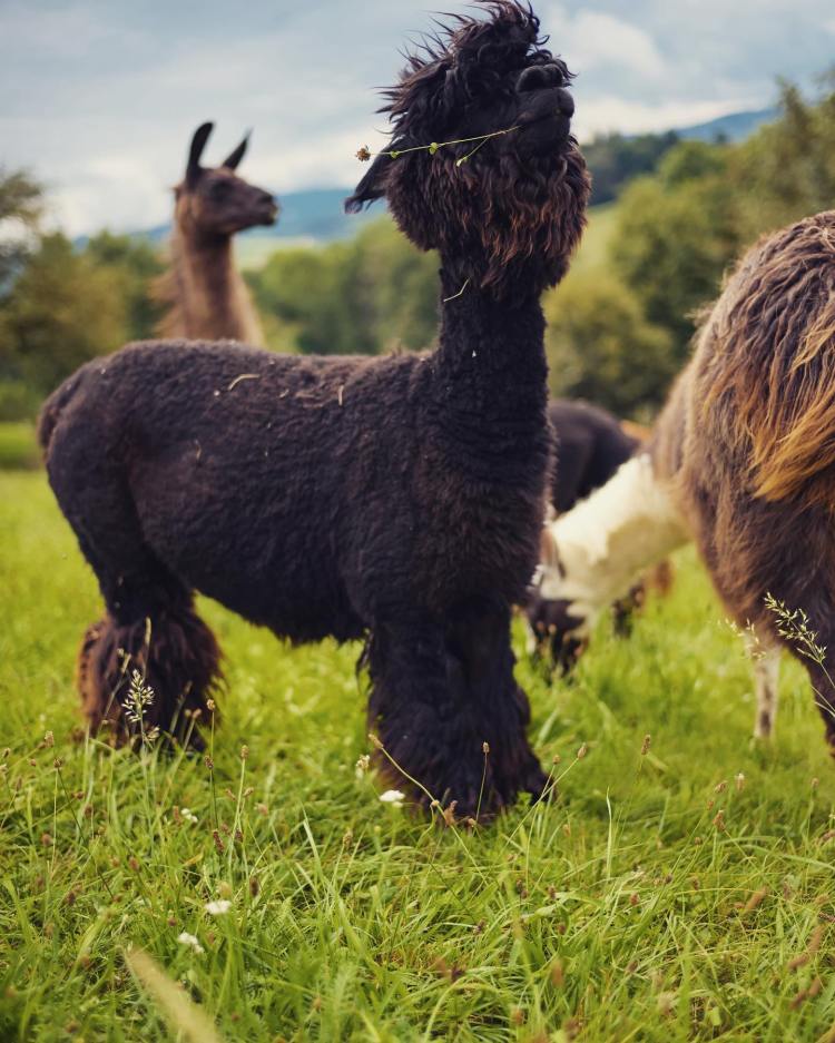 Lamawanderland – mit dem Lama an der Hand durch das Lamawanderland